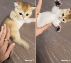 Kenalin 5 Kucing Lisa BLACKPINK yang Gemesin Banget - Minews ID