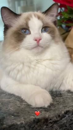 Kenalin 5 Kucing Lisa BLACKPINK yang Gemesin Banget - Minews ID