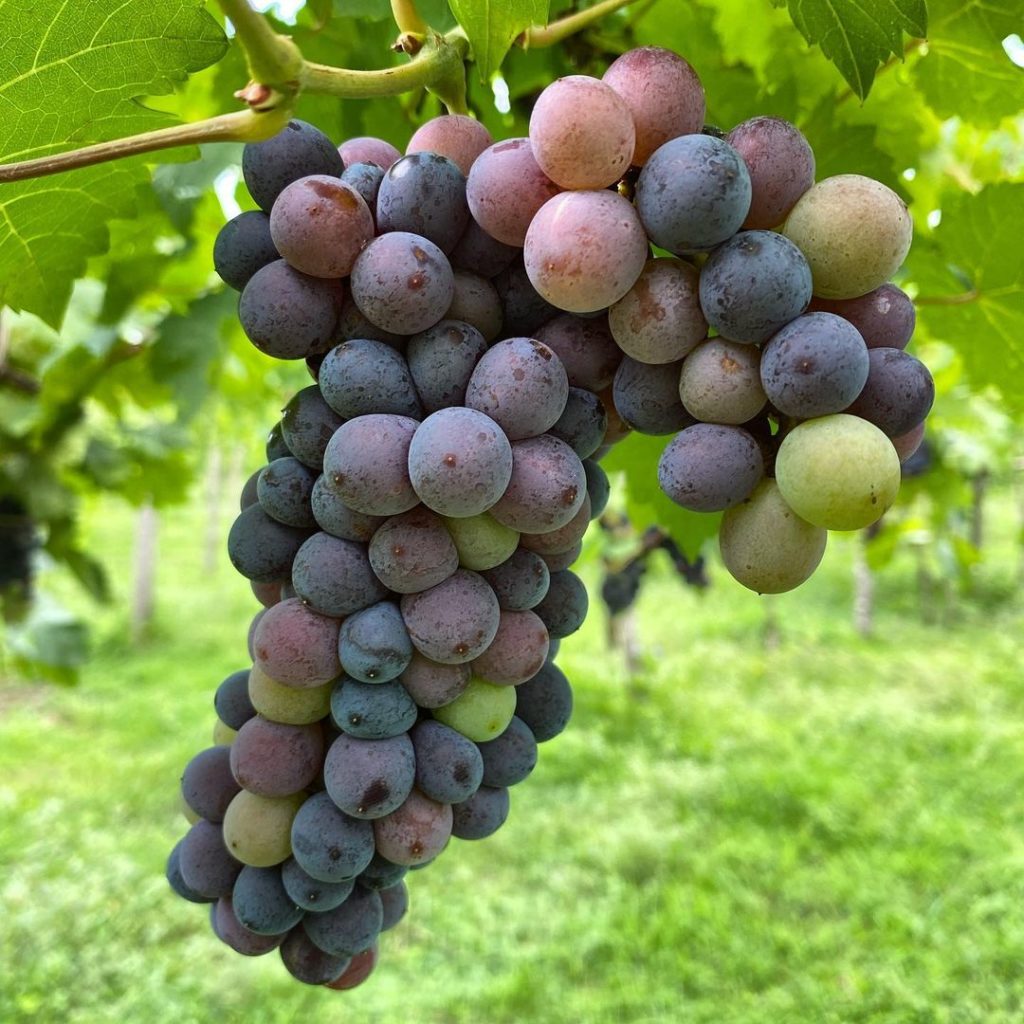 Wisata Unik Kebun Anggur Hatten Wines Vineyard di Bali - Minews ID