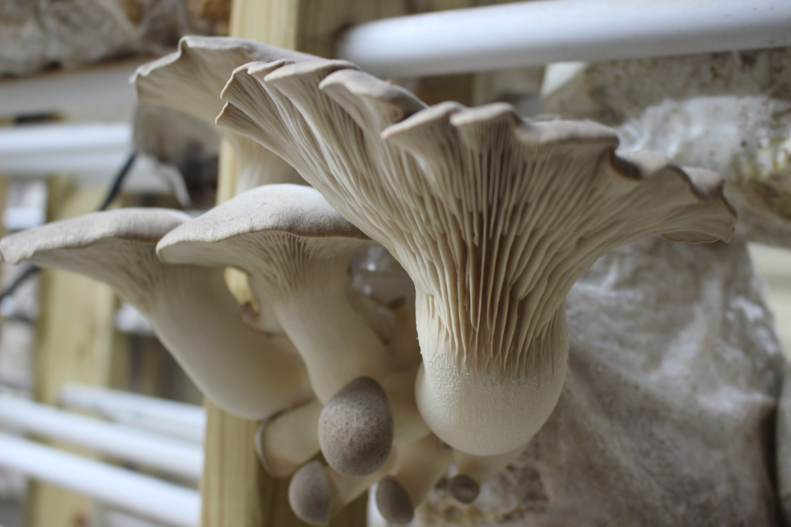 Tak Hanya Menurunkan Berat Badan, Jamur Tiram Juga Memiliki Sifat Anti ...