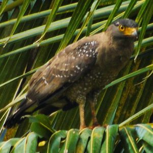 5 Jenis Burung Elang Endemik Asli Indonesia - Minews ID