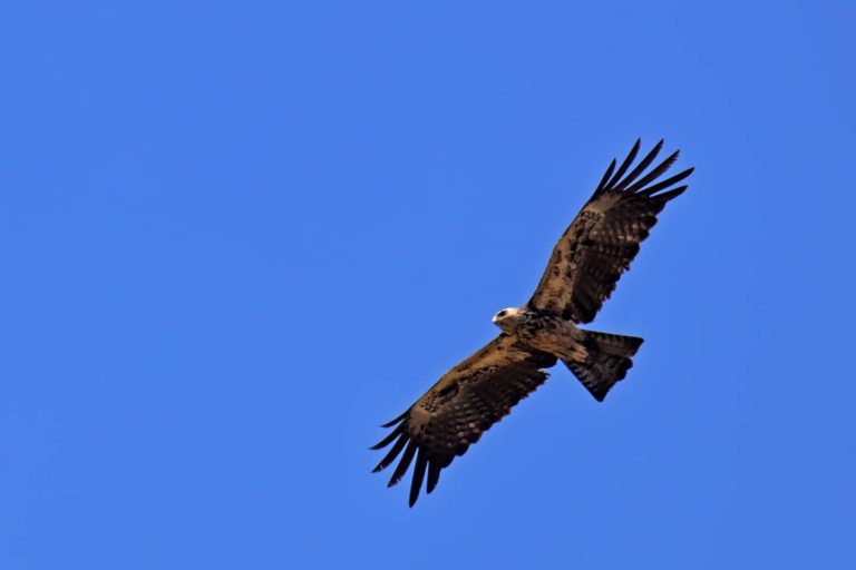 5 Jenis Burung Elang Endemik Asli Indonesia - Minews ID